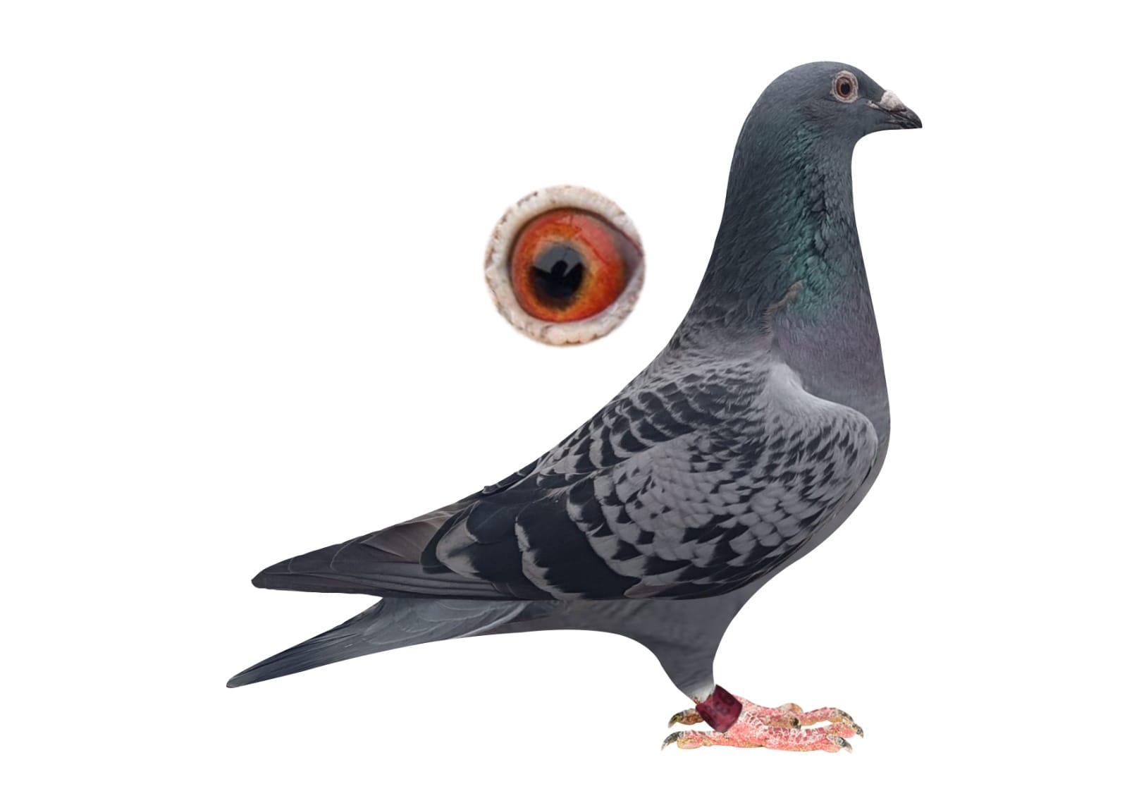Pigeon Bid | Bidding For Pigeon