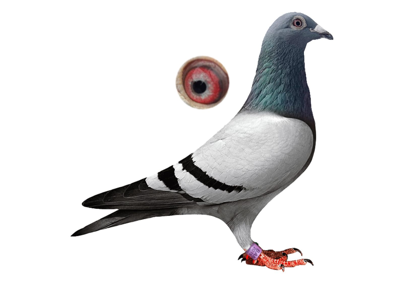 Pigeon Bid | Bidding For Pigeon